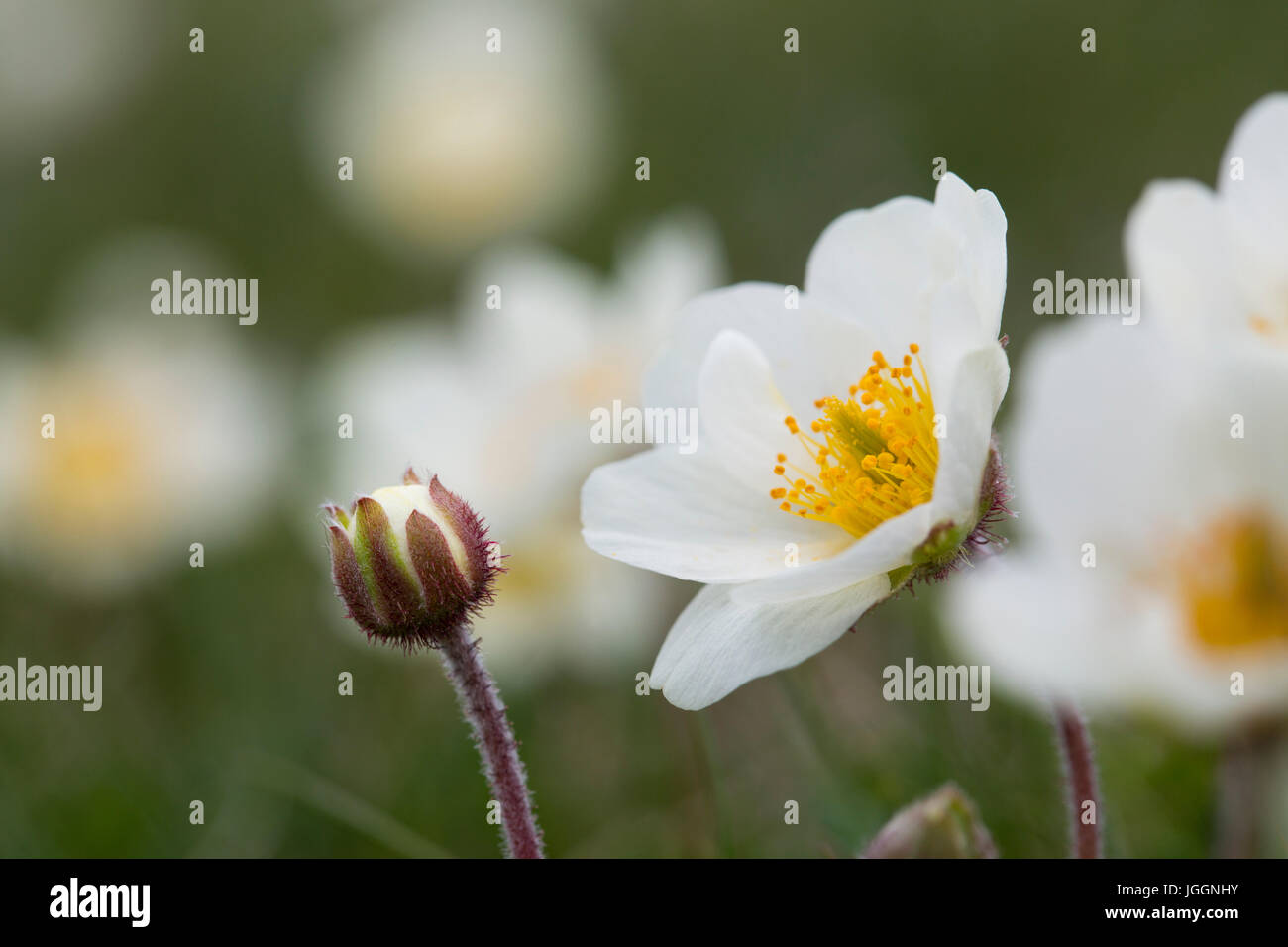 Mountain avens scotland hi-res stock photography and images - Alamy