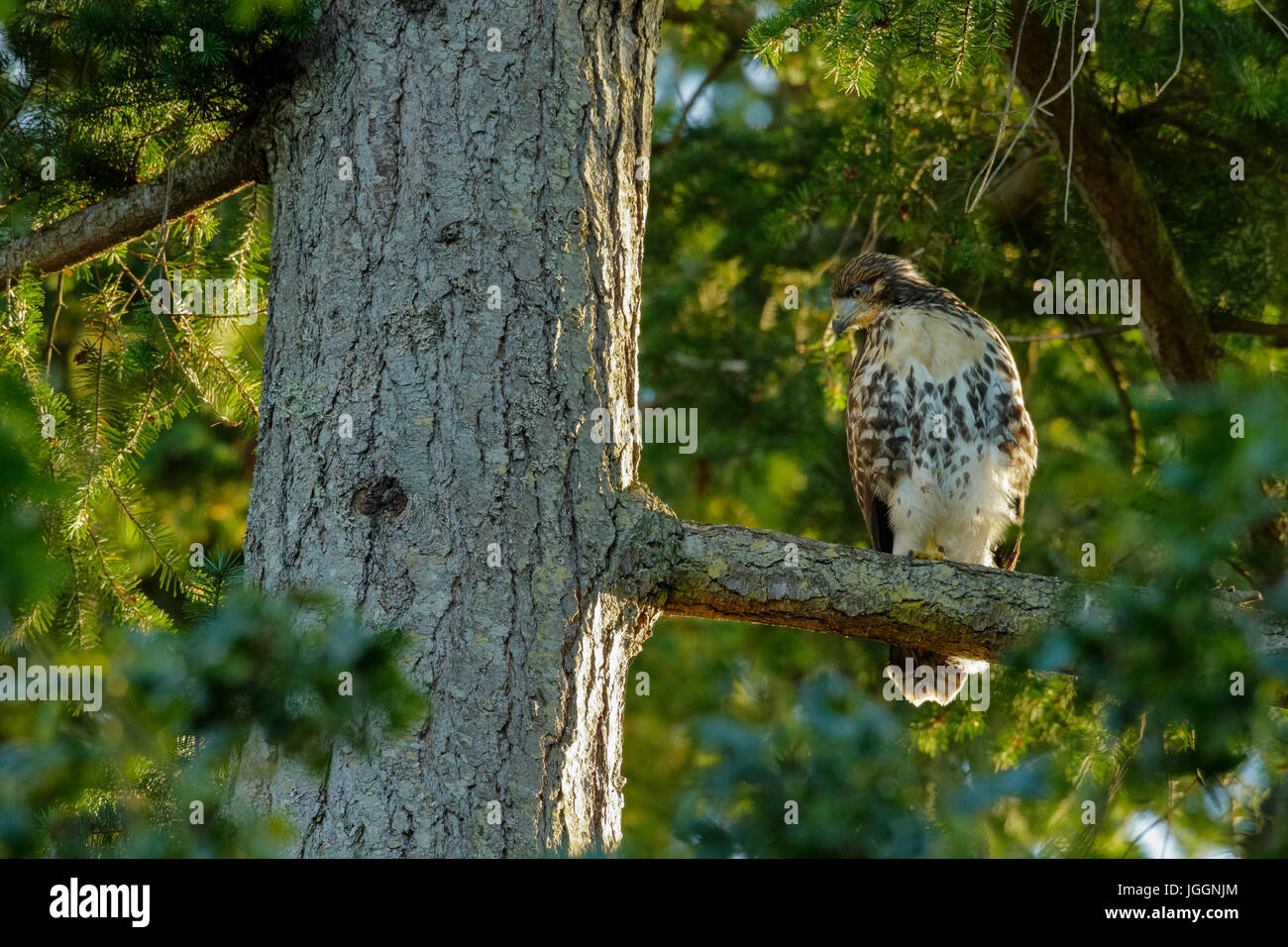Juvenile hawk eagle rare hi-res stock photography and images - Alamy
