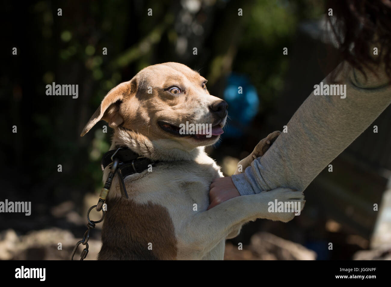 Crossbred dog hi-res stock photography and images - Alamy