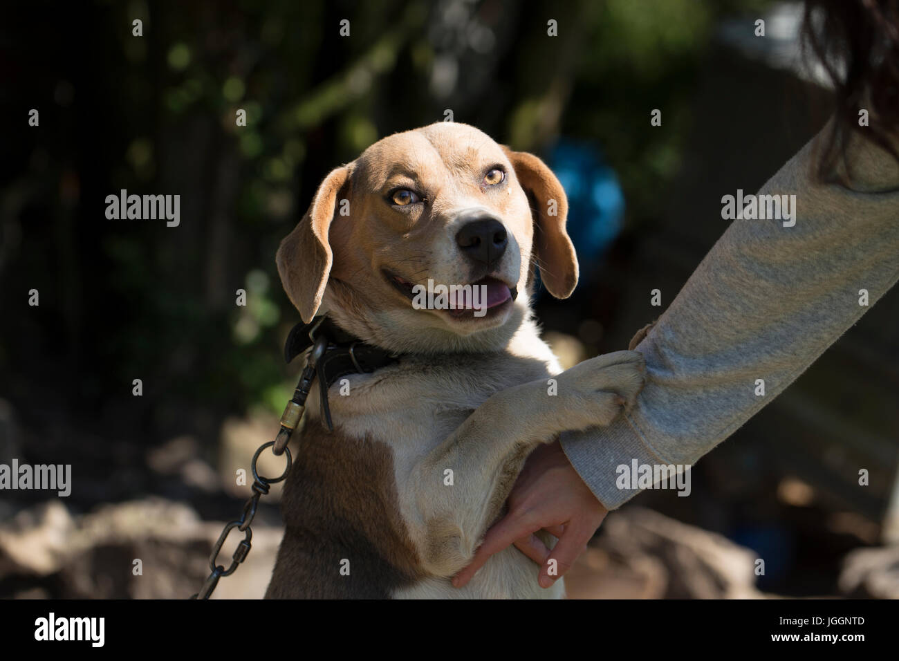 Crossbred dog hi-res stock photography and images - Alamy