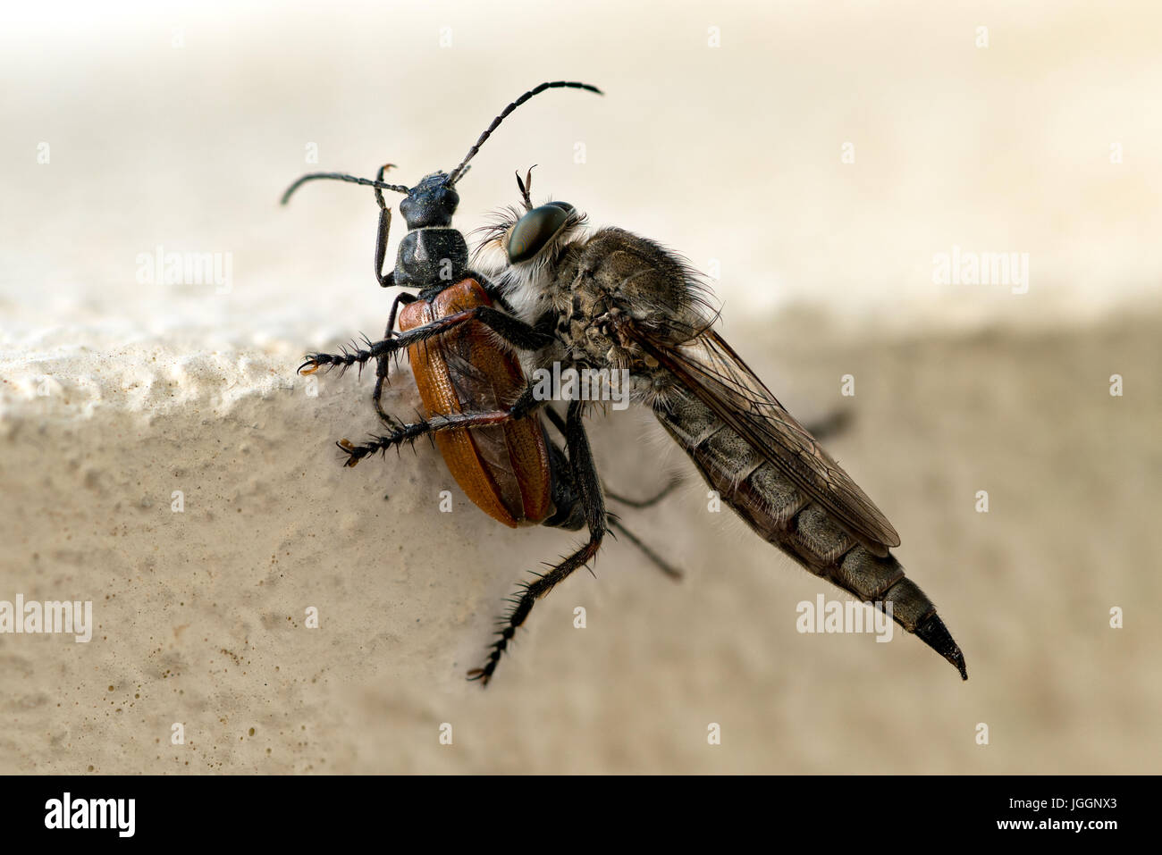 Mosquito bite close up feeding hi-res stock photography and images - Alamy
