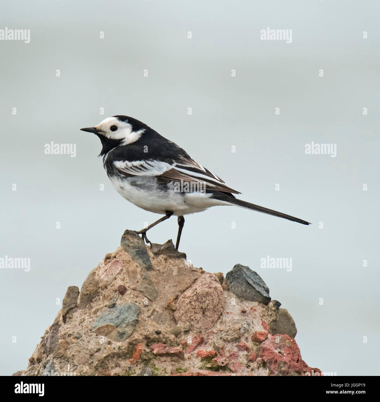 White Wagtails Seaforth, Liverpool Stock Photo - Alamy