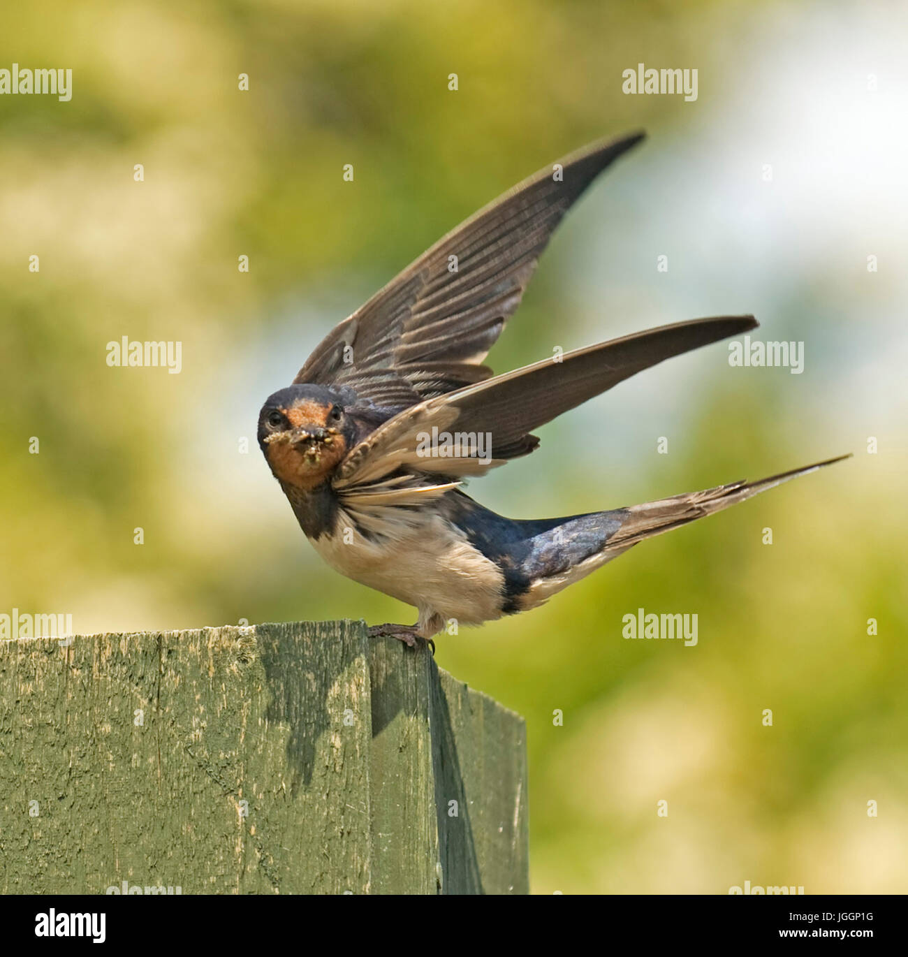 Swallow; Hirundo rustica Stock Photo - Alamy