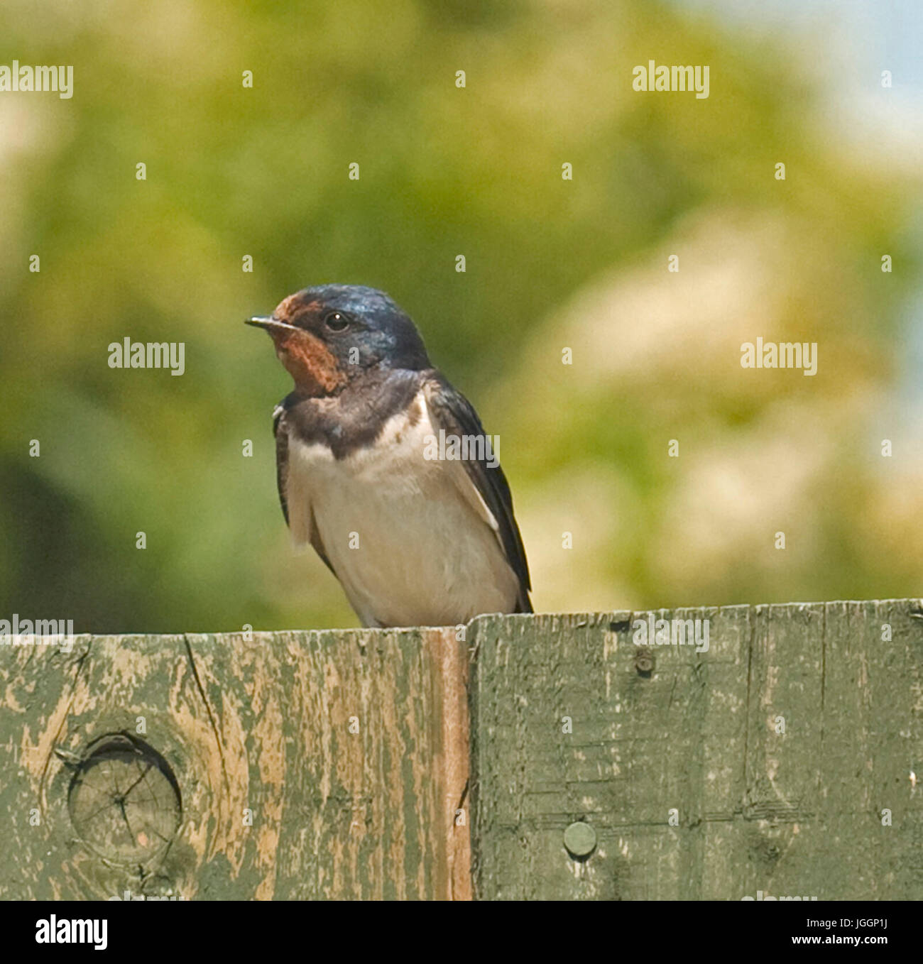 Swallow; Hirundo rustica Stock Photo - Alamy