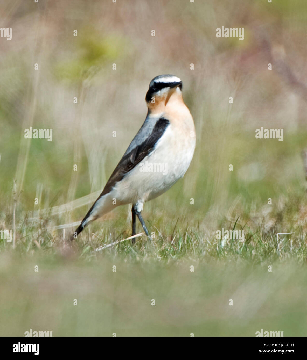 Young wheatear animals and birds hi-res stock photography and images ...