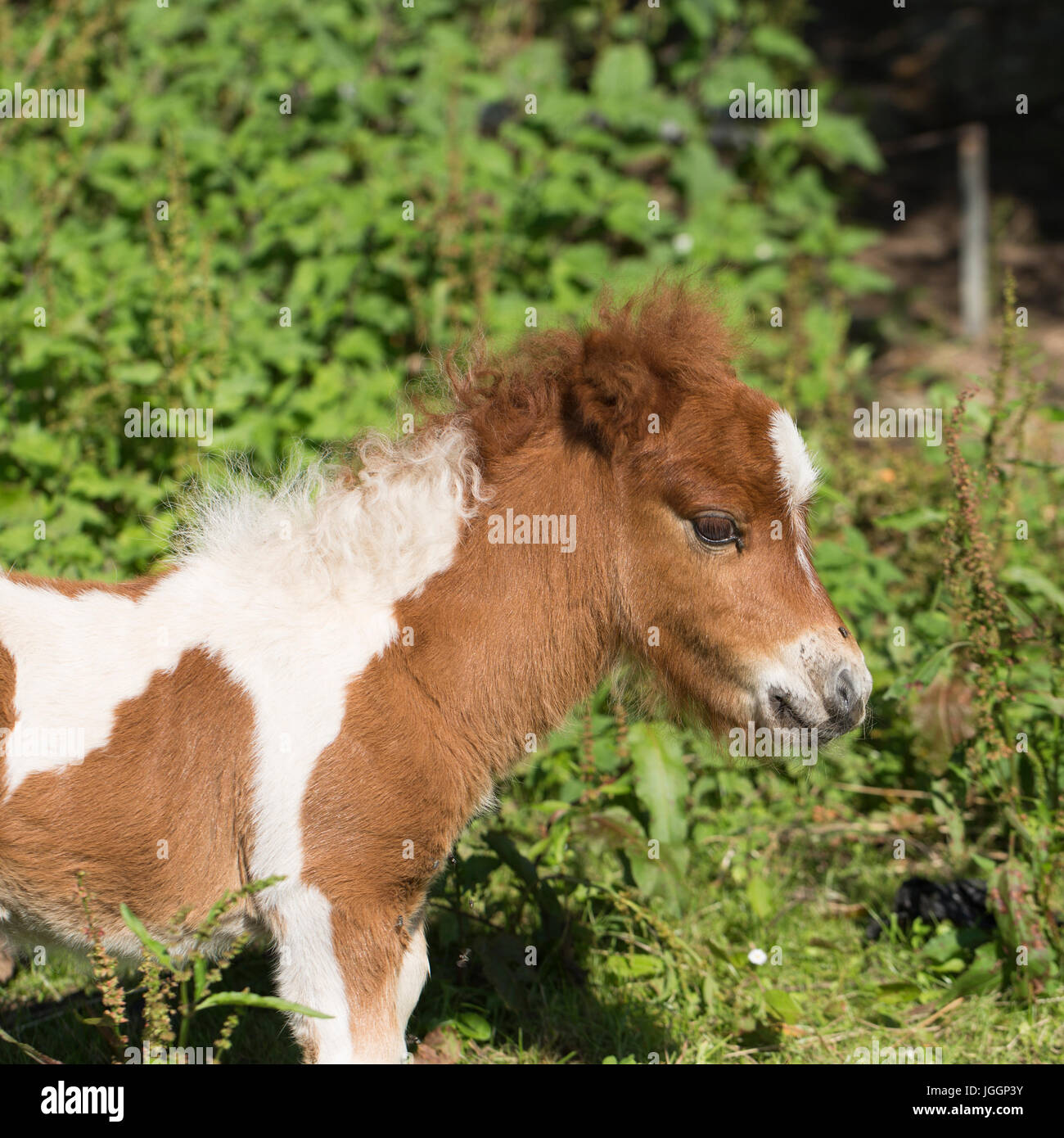 Newborn miniature horse foal hi-res stock photography and images - Alamy