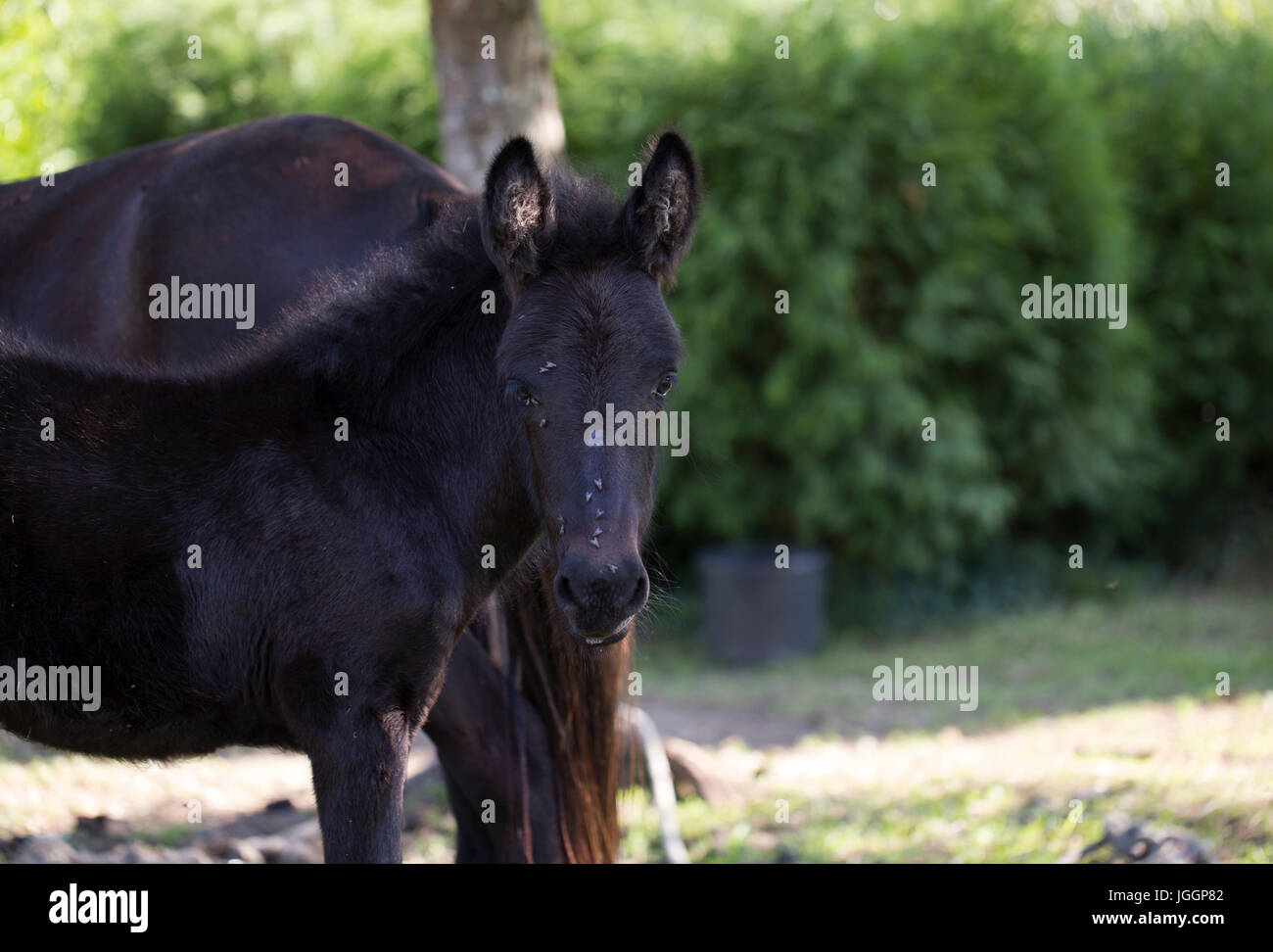Baby mule hi-res stock photography and images - Alamy