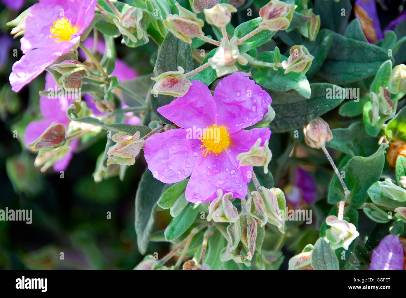 Spanish flower, yellow pistils close up outdoor Stock Photo - Alamy