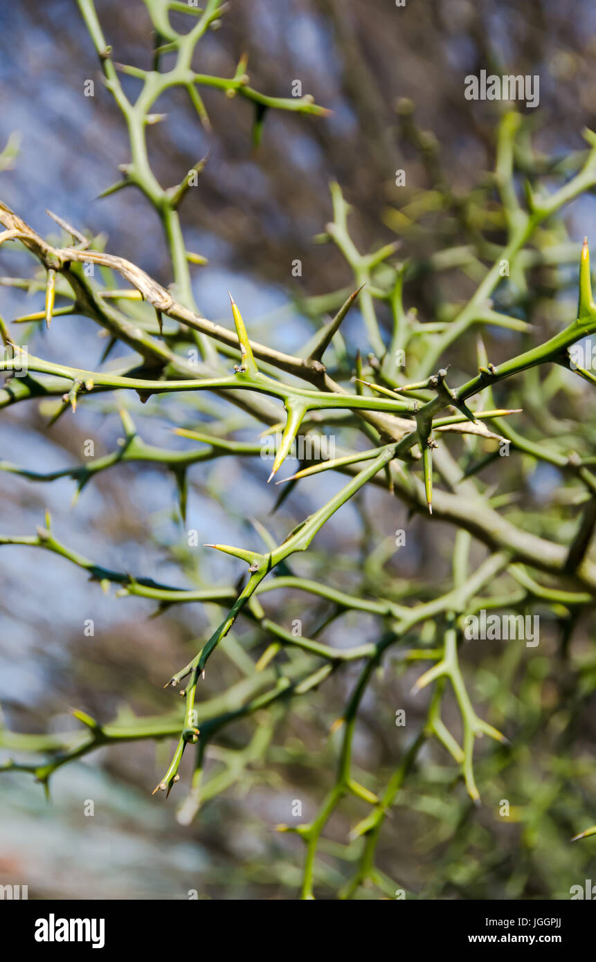 Thorn bush hi-res stock photography and images - Alamy