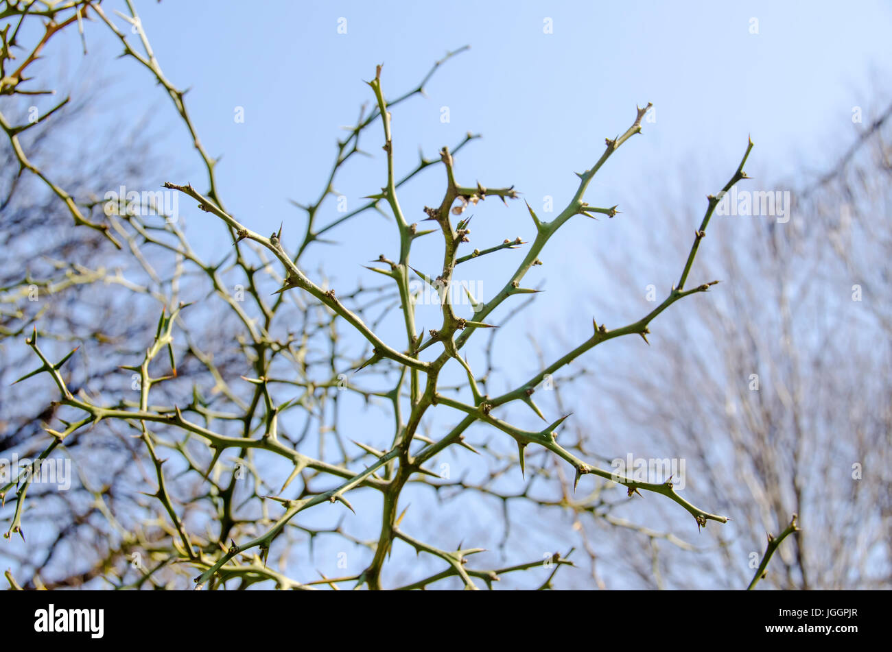 Thorn bush branches with spikes, close up outdoor Stock Photo - Alamy
