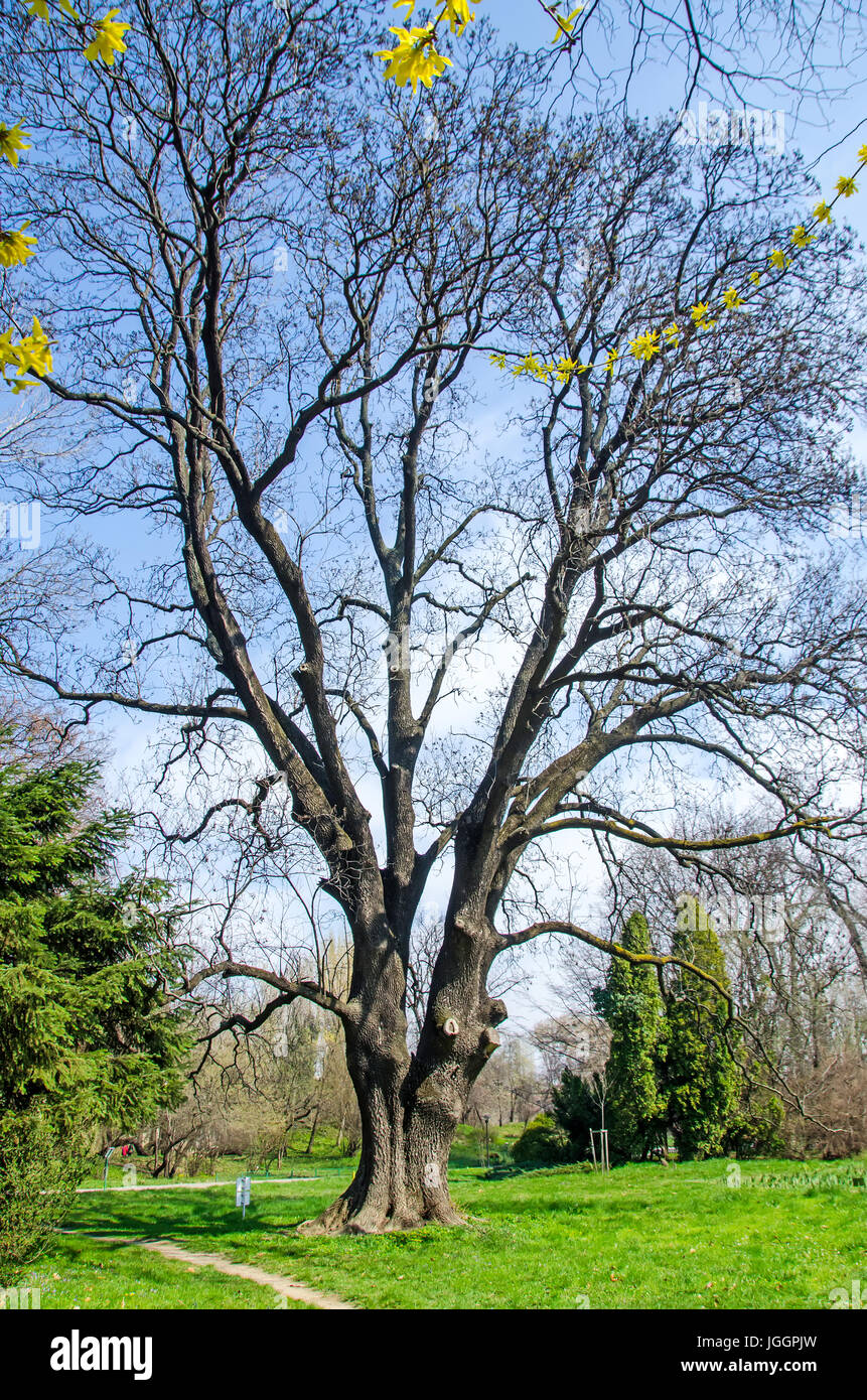 Big old birch tree with branches, outdoor park Stock Photo - Alamy