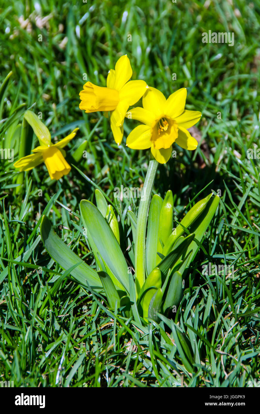Yellow daffodil flowers, green field, close up Stock Photo - Alamy