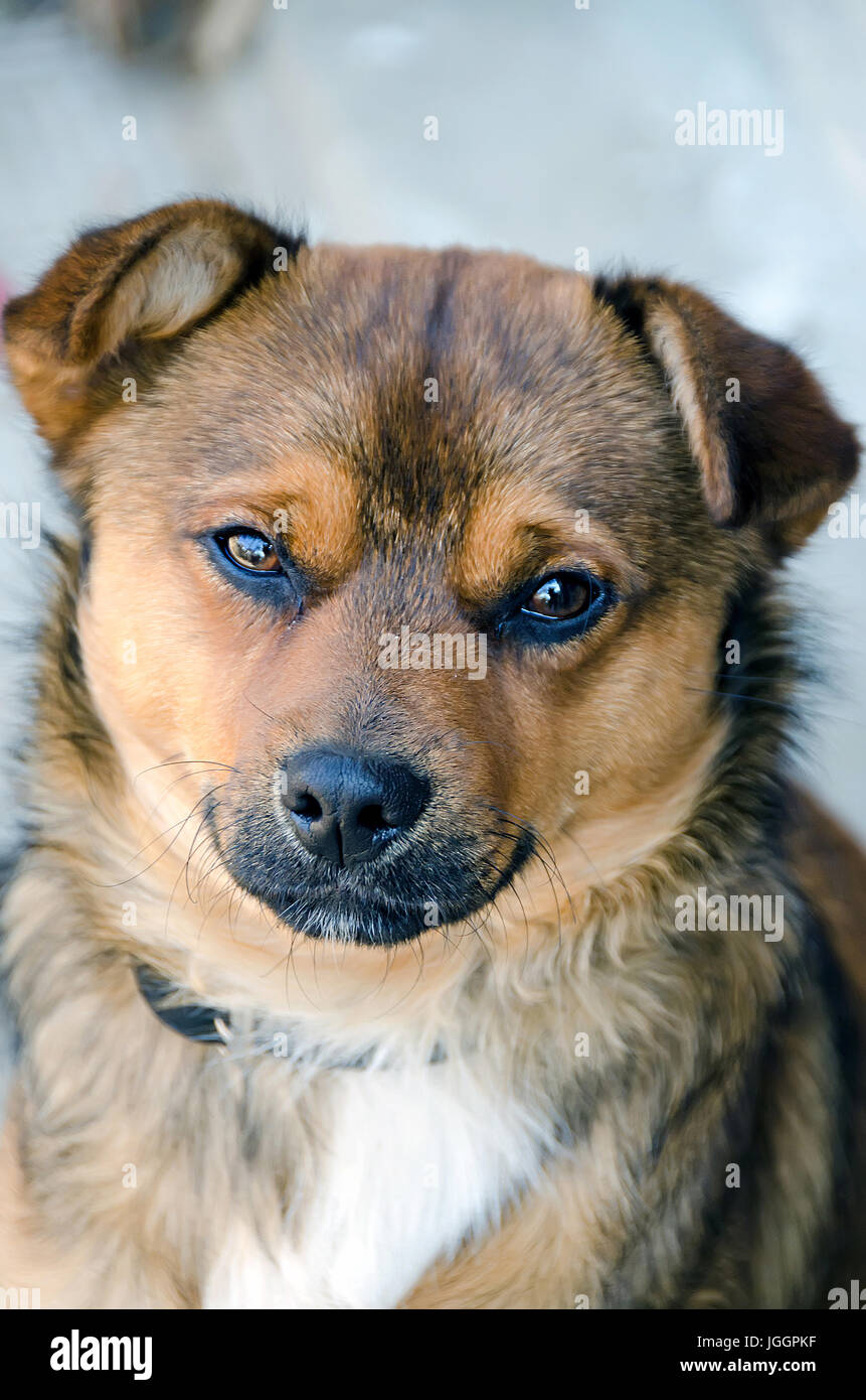Brown stray dog, close up portrait, outdoor Stock Photo - Alamy