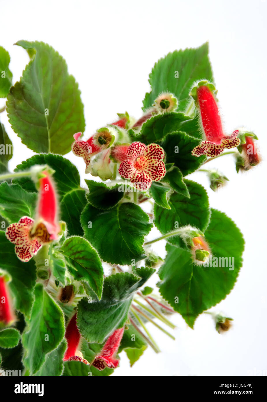 Red yellow Kohleria flowers, green plant, close up Stock Photo - Alamy