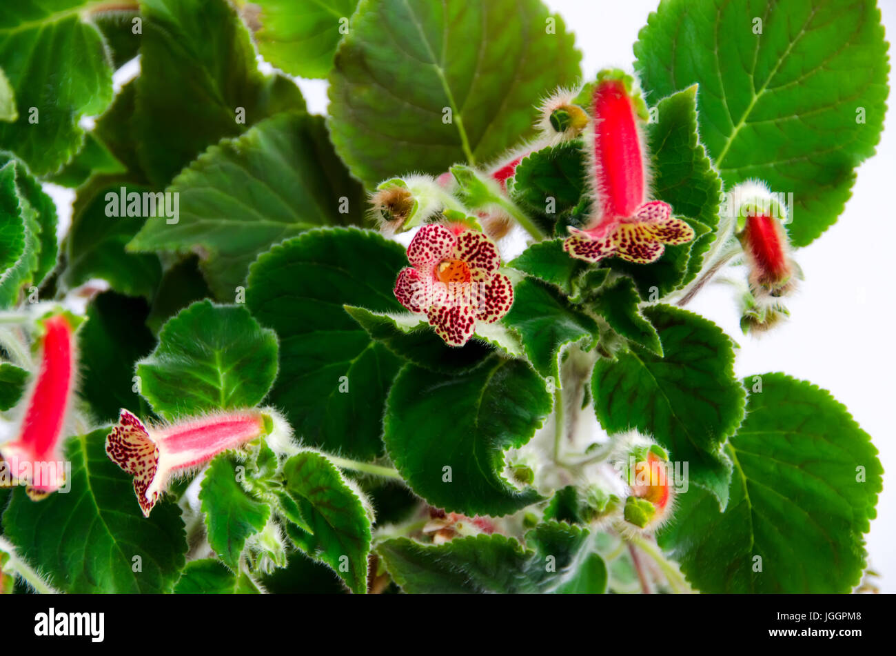 Red yellow Kohleria flowers, green plant, close up Stock Photo - Alamy
