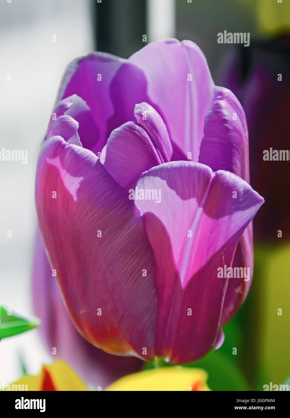 Violet tulip flower close up, gradient background Stock Photo - Alamy