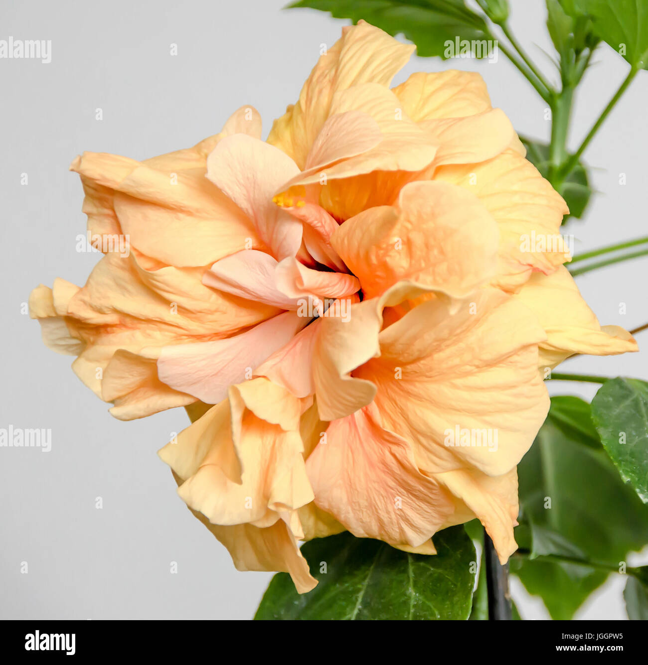 Yellow-orange Japanese Rose, Rosa rugosa, hibiscus rosa-sinensis Stock ...