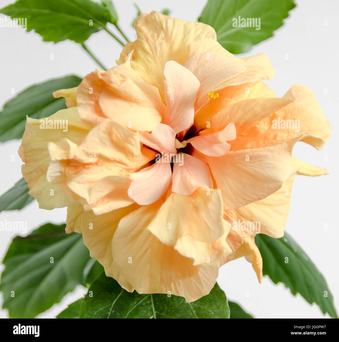 Yellow-orange Japanese Rose, Rosa rugosa, hibiscus rosa-sinensis Stock ...