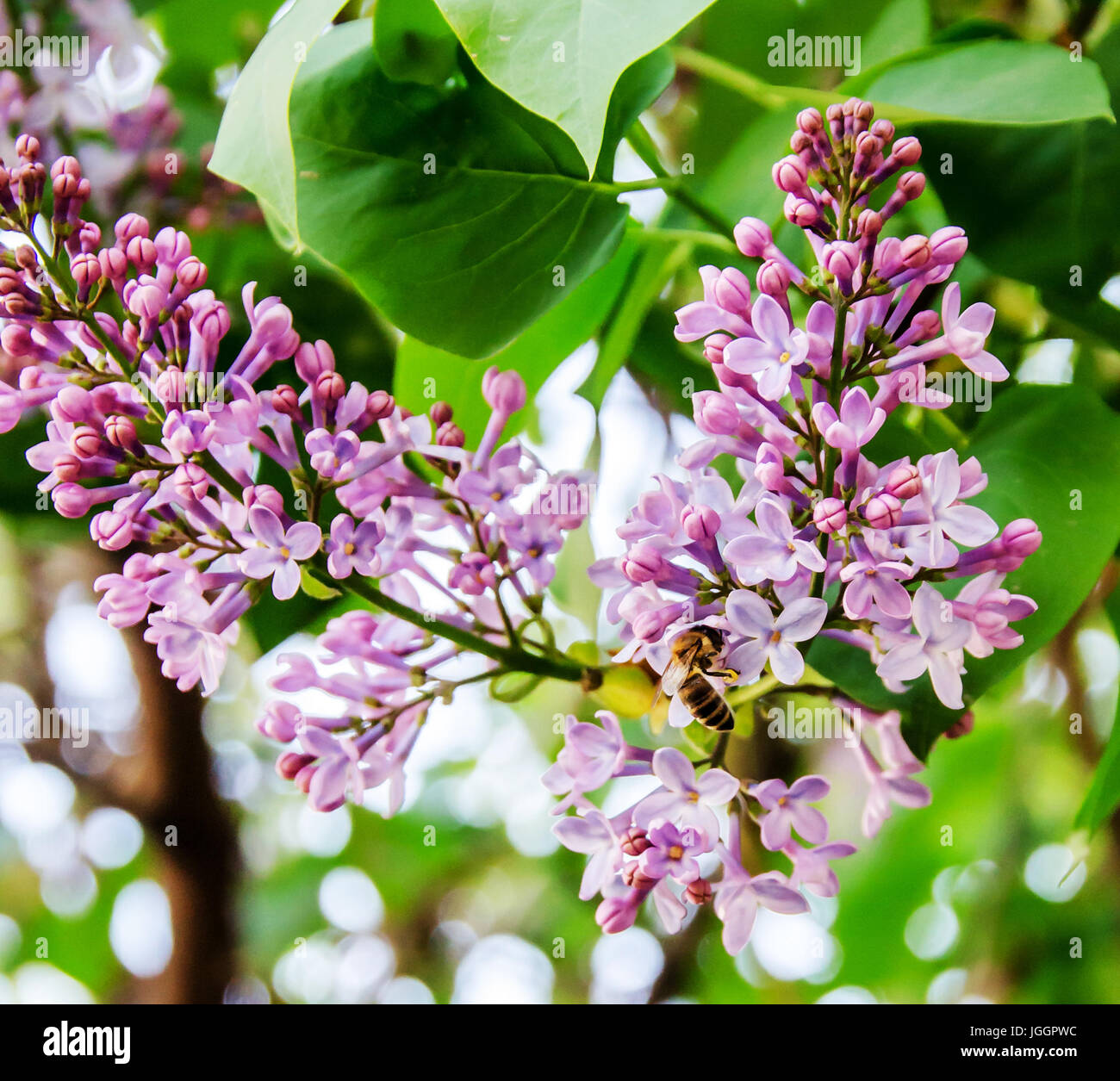 Pink, violet Syringa vulgaris flowers close up Stock Photo - Alamy