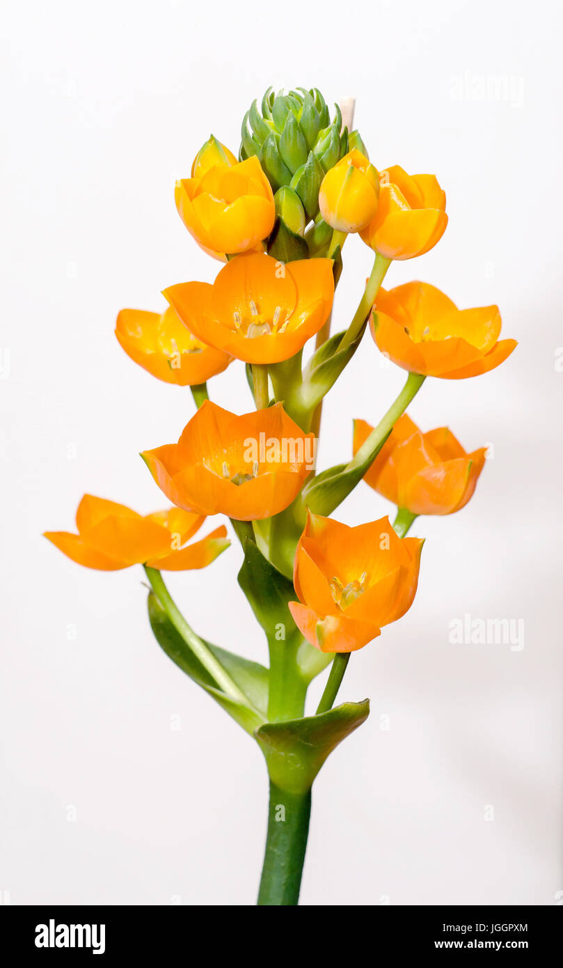 Orange flower called "Star from Bethlehem", Ornithogalum Dubium Stock ...