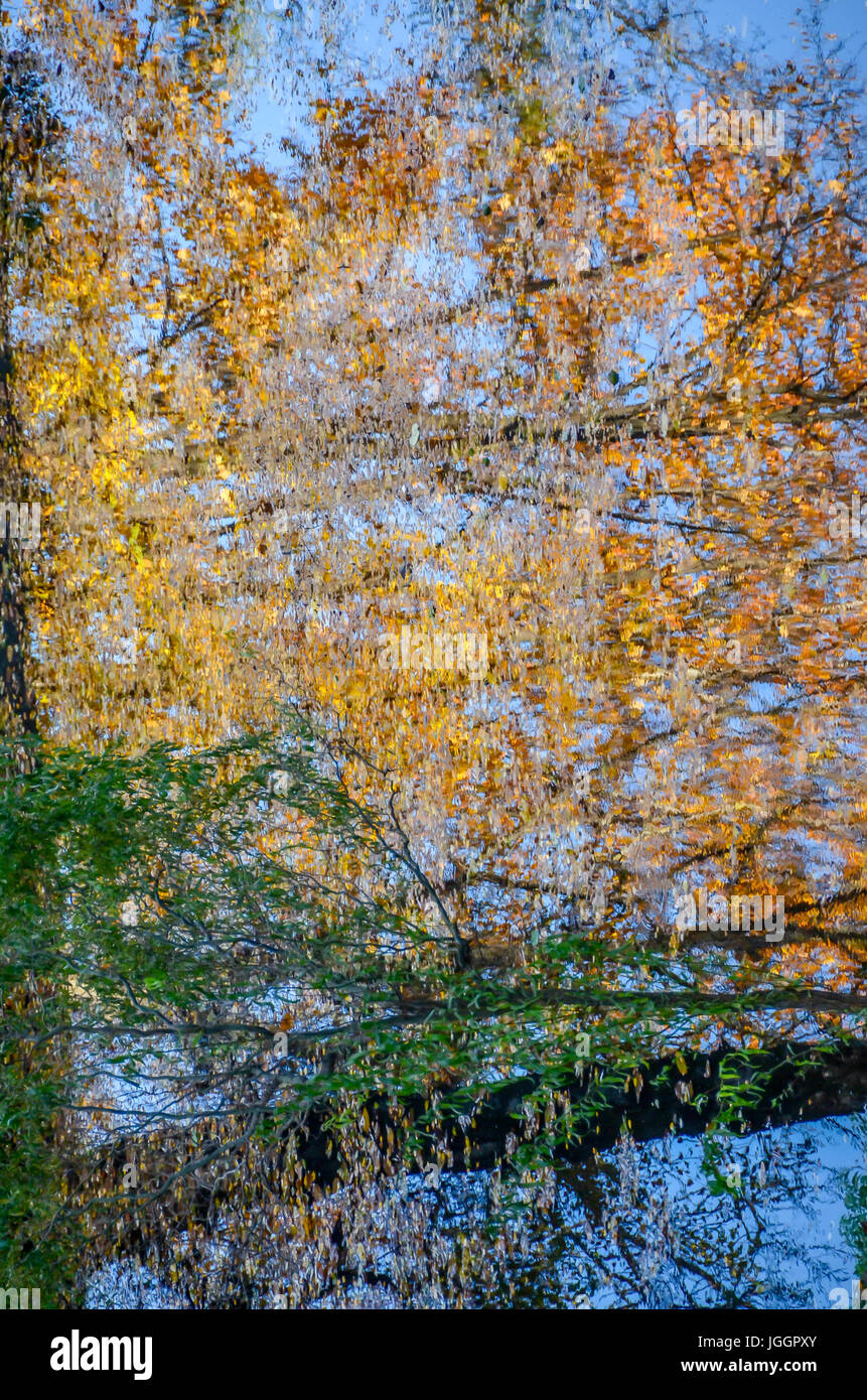 Autumn leaves mirrored in a blue lake Stock Photo - Alamy