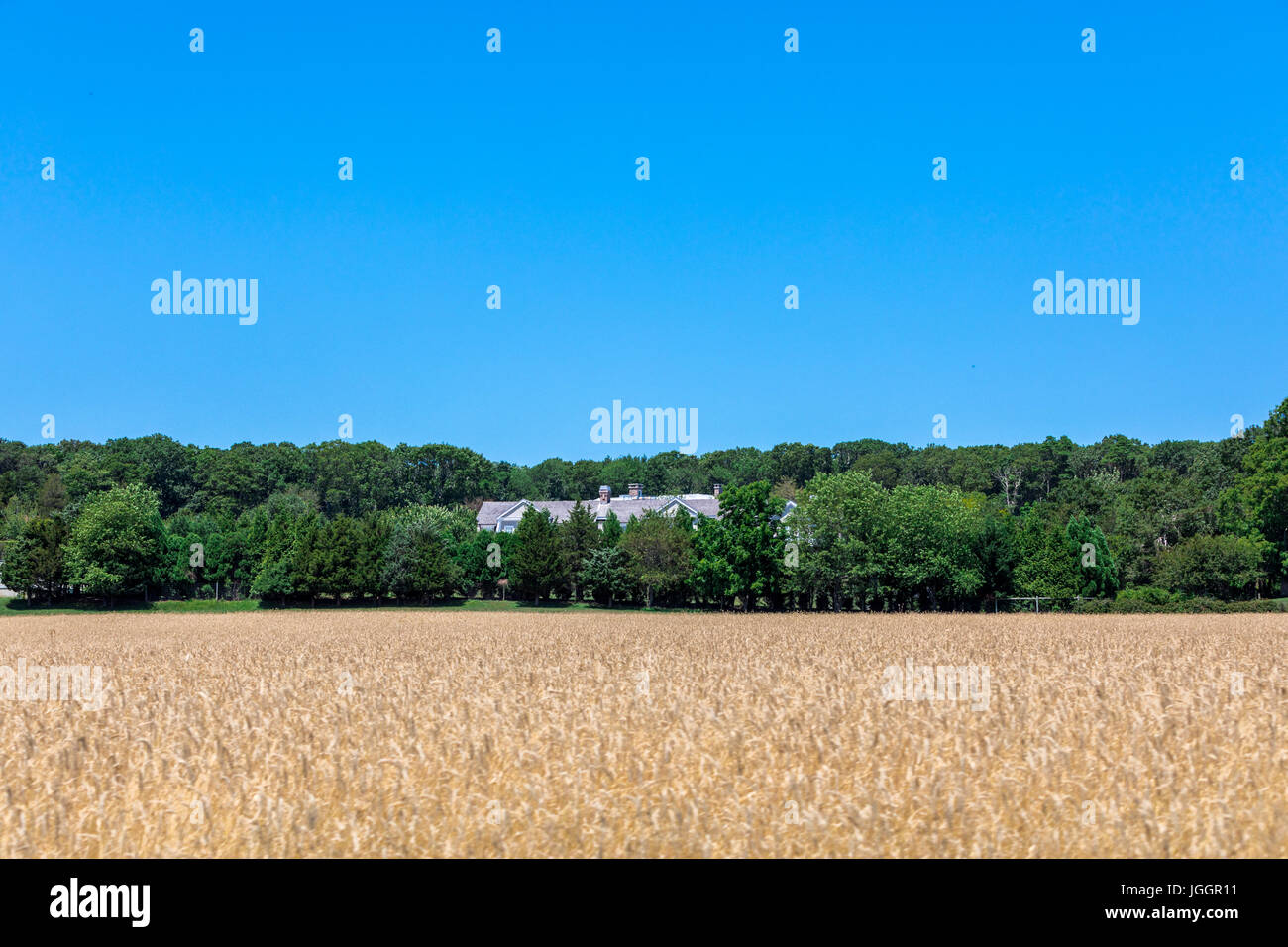 field with a large home in the trees in the distance, in bridgehampton ...