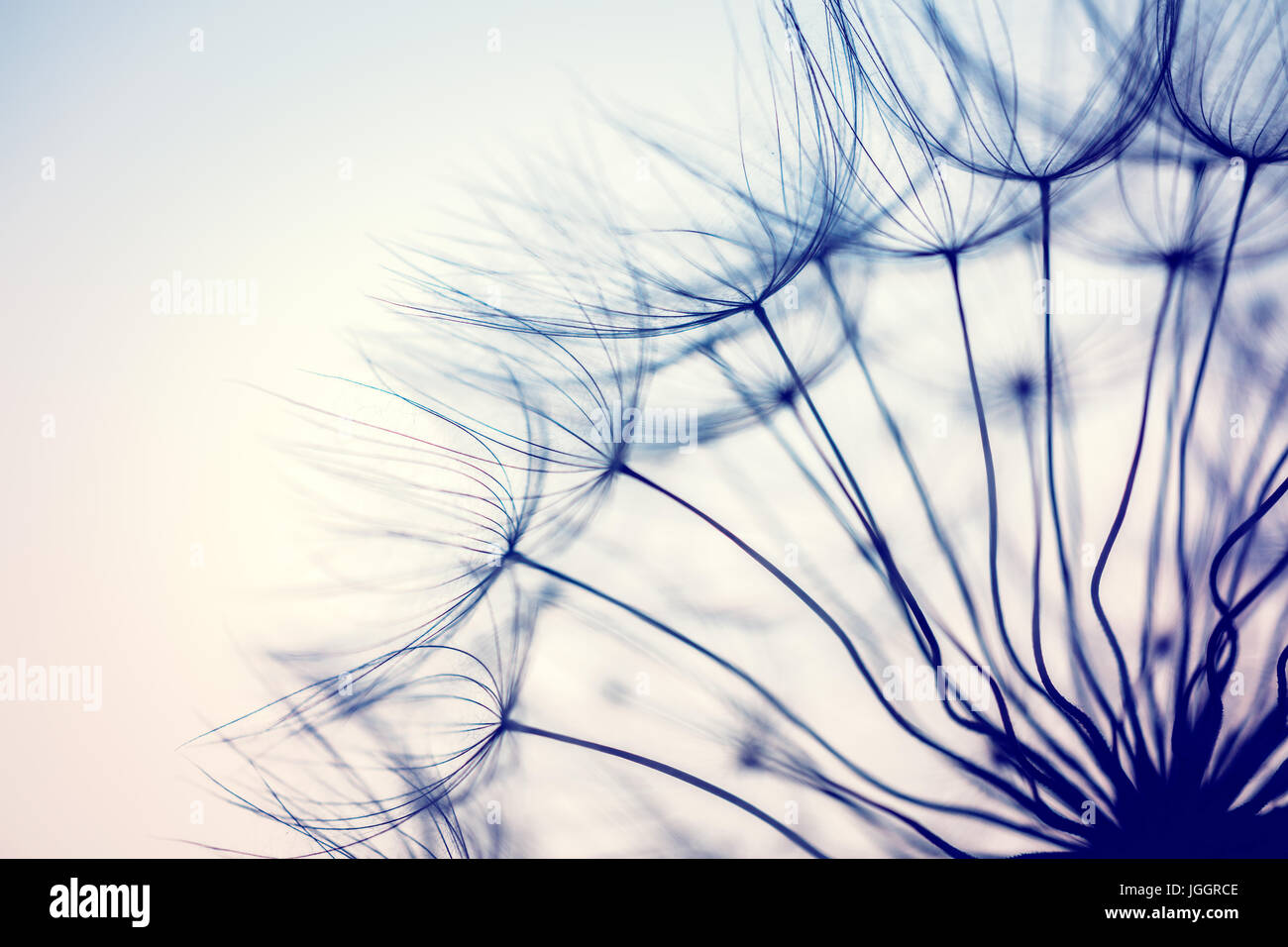 Beautiful border of dark dandelion silhouette on the clear background ...