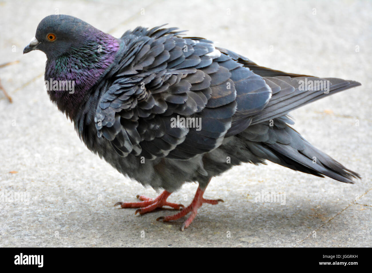 Close up on a pigeon Stock Photo - Alamy
