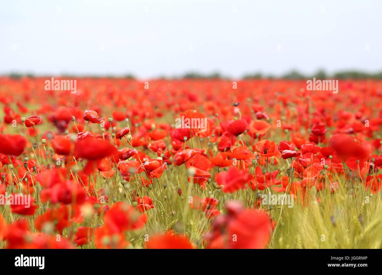 Photo of beautiful poppies blossoming in a meadow Stock Photo - Alamy