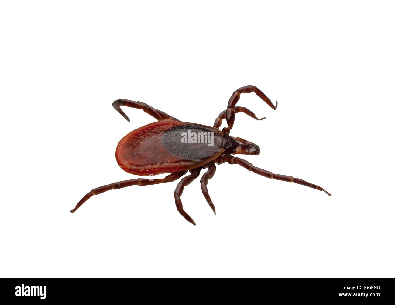 Close-up of isolated ixodid tick on a white background Stock Photo - Alamy