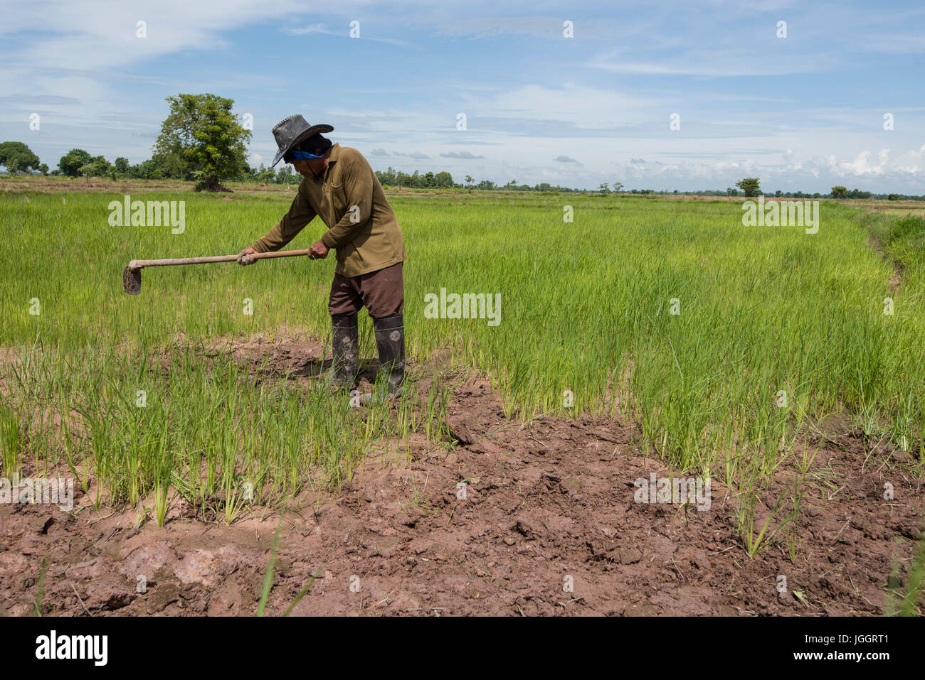 Rice Farming in Thailand Stock Photo - Alamy