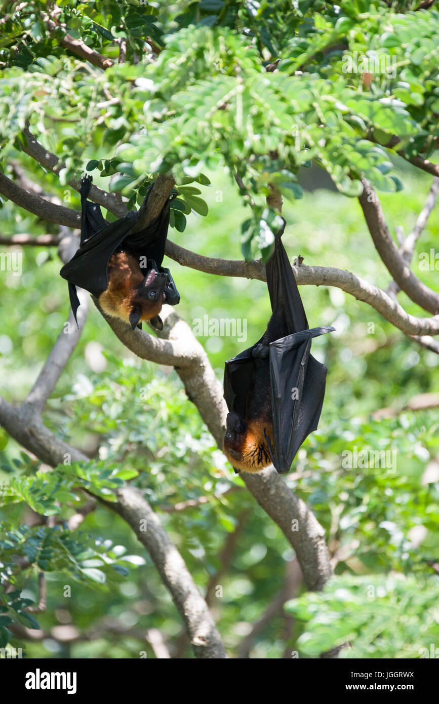 Endangered large flying fox hi-res stock photography and images - Alamy