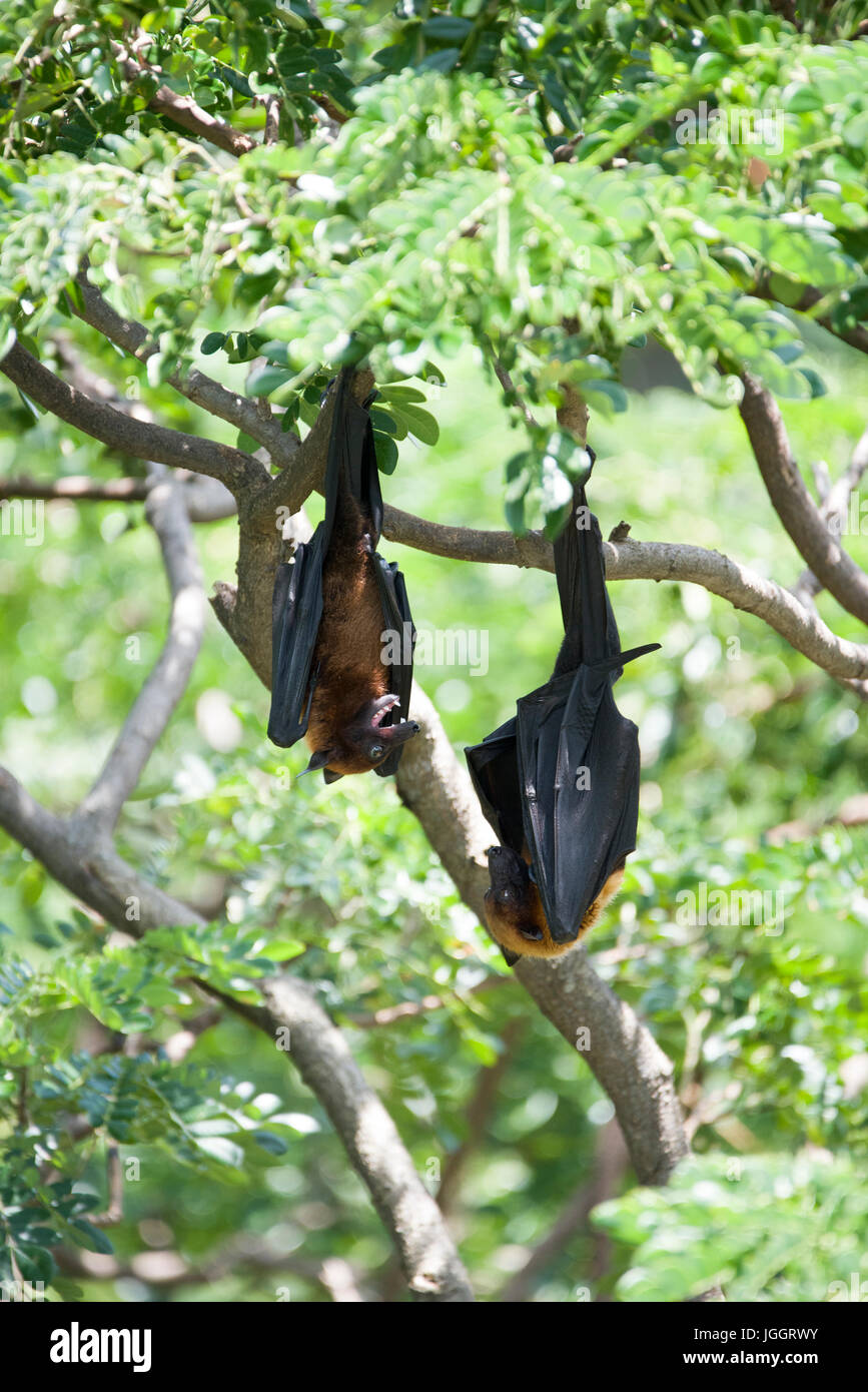 Fox Bats hanging in a Tree Stock Photo - Alamy