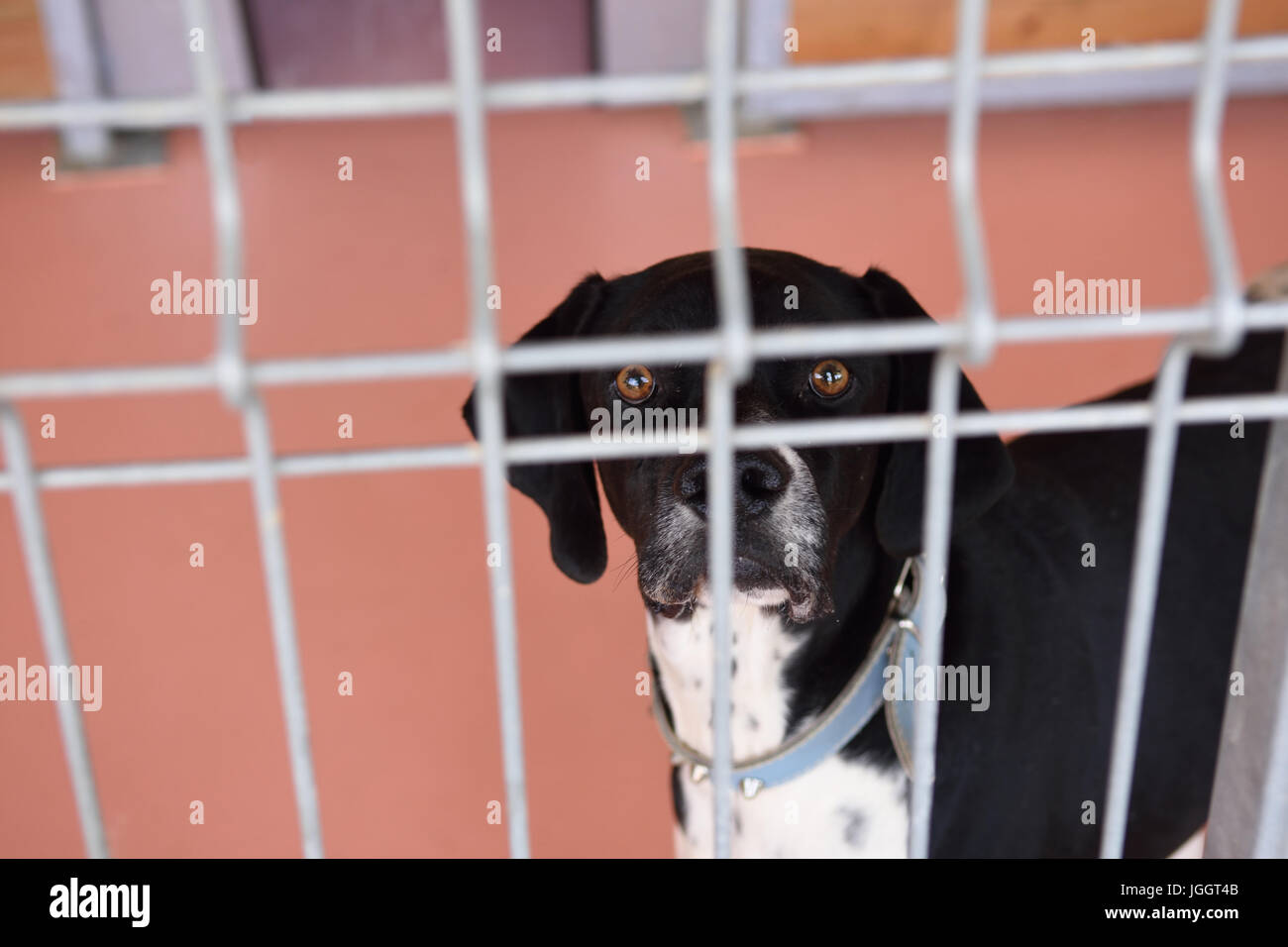 Locked up dogs hi-res stock photography and images - Alamy
