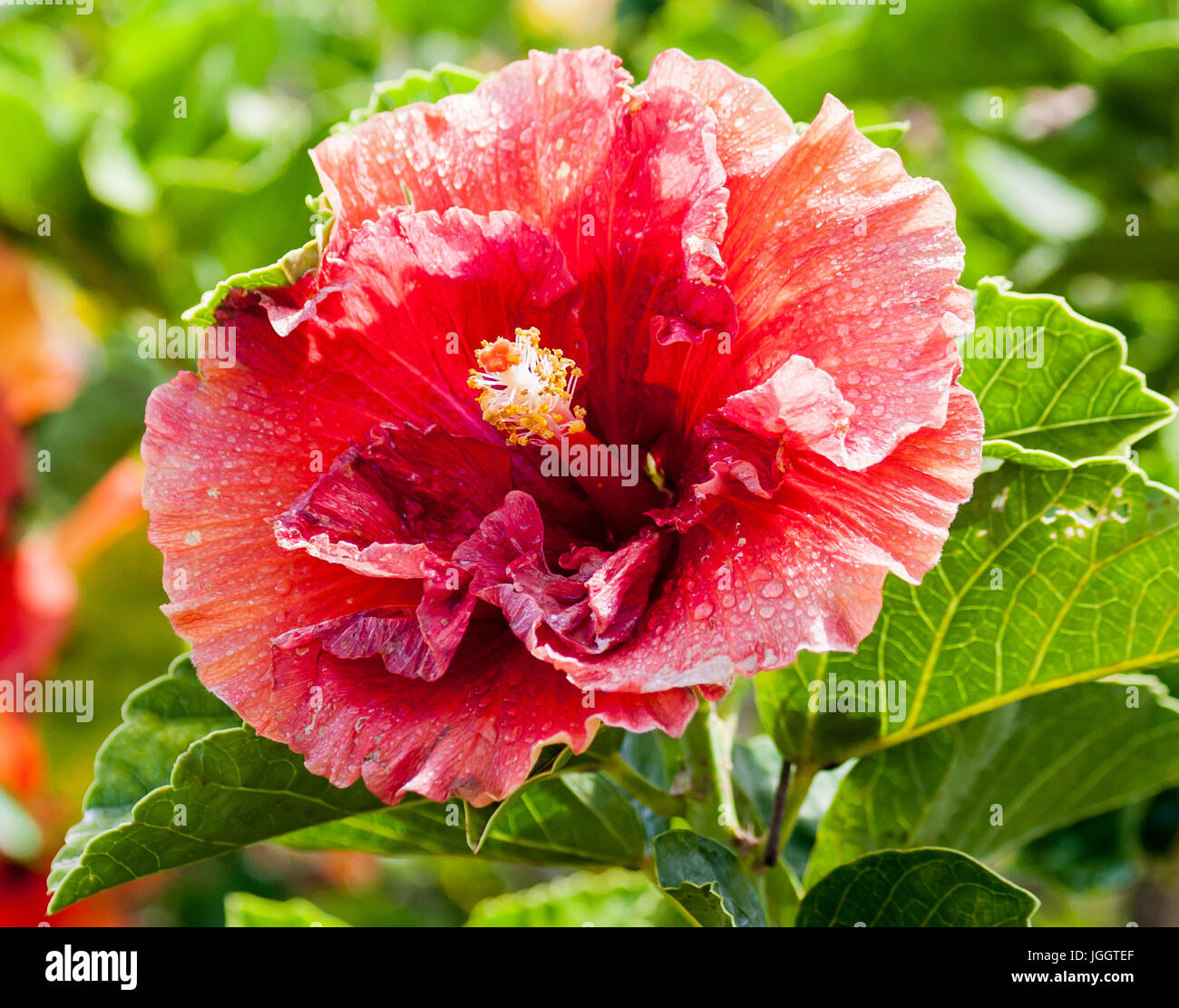 Beautiful hawaiian hibiscus hi-res stock photography and images - Alamy
