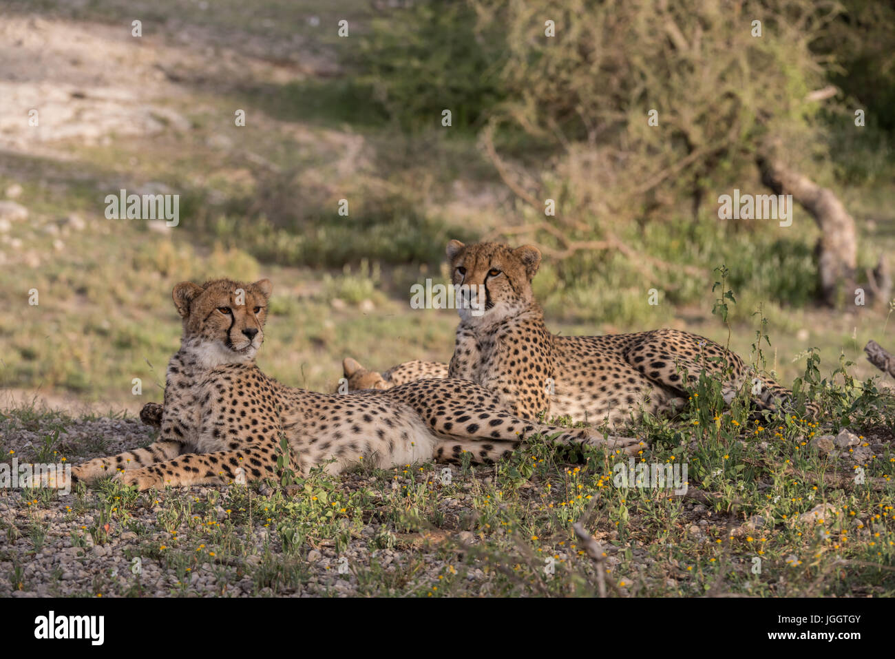 Ndutu conservation area hi-res stock photography and images - Alamy