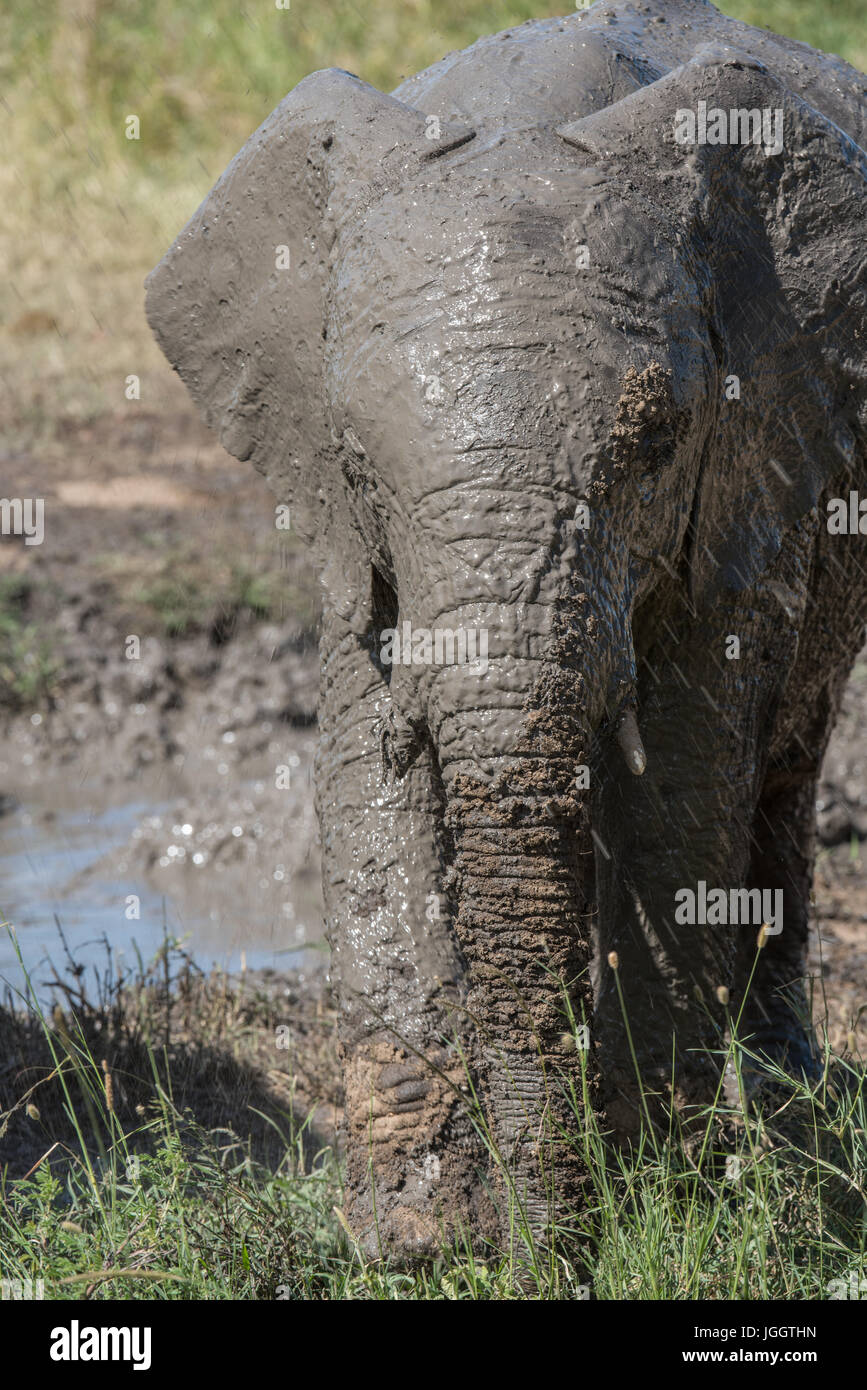 African elephants drinking muddy waterhole hi-res stock photography and ...