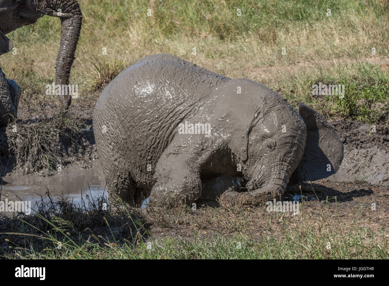 African elephants drinking muddy hi-res stock photography and images ...