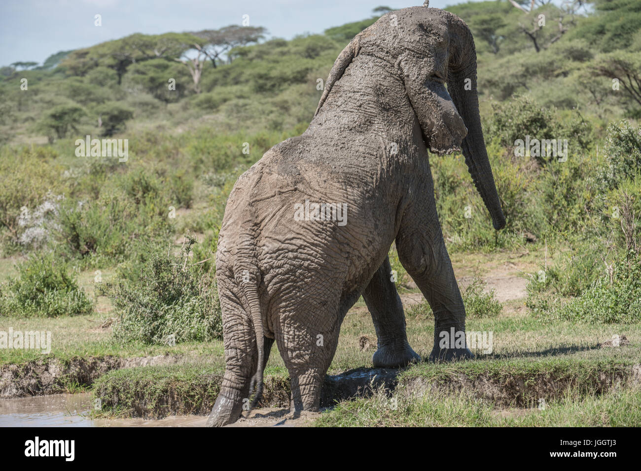 Elephant bathing, Lake Masek, Tanzania Stock Photo - Alamy