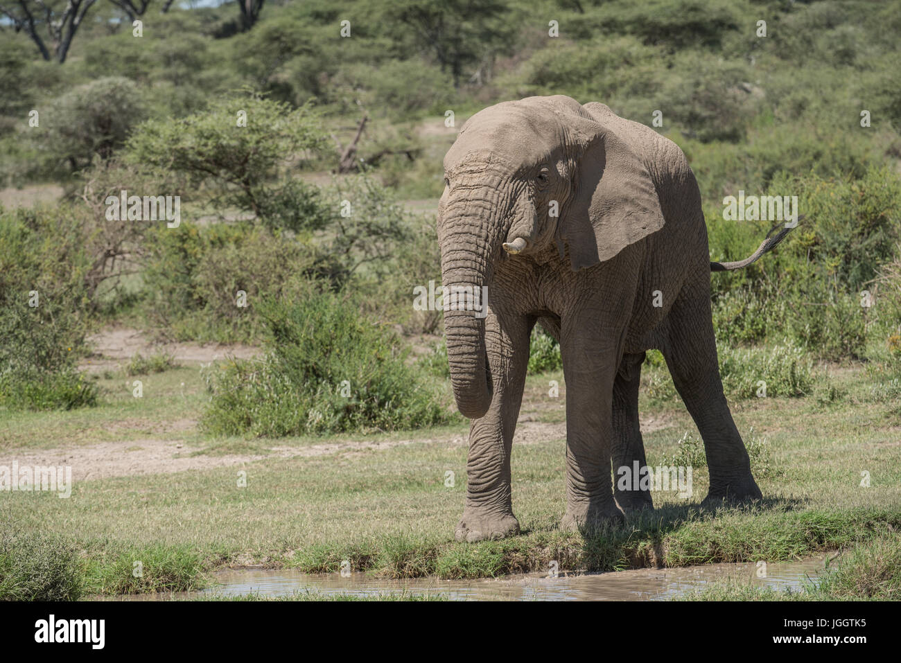 African elephant drinking, Lake Masek, Tanzania Stock Photo - Alamy