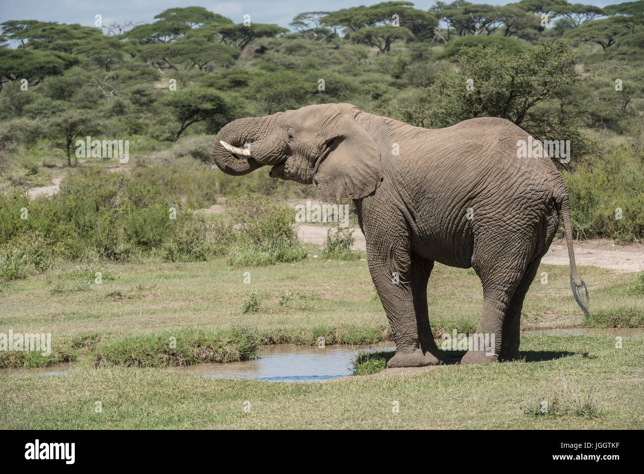 African elephant drinking, Lake Masek, Tanzania Stock Photo - Alamy