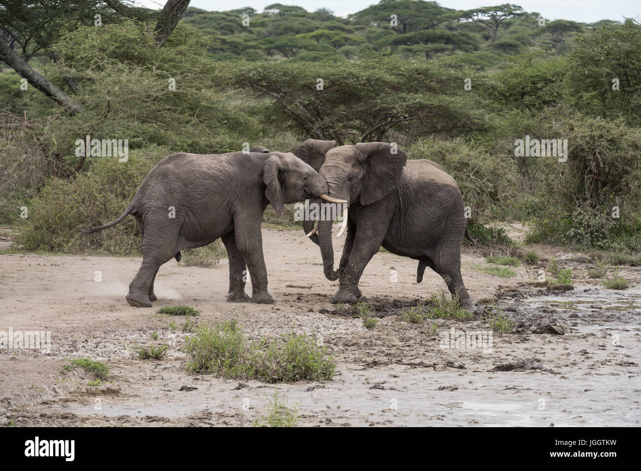 Elephants sparring, Lake Masek, Tanzania Stock Photo - Alamy