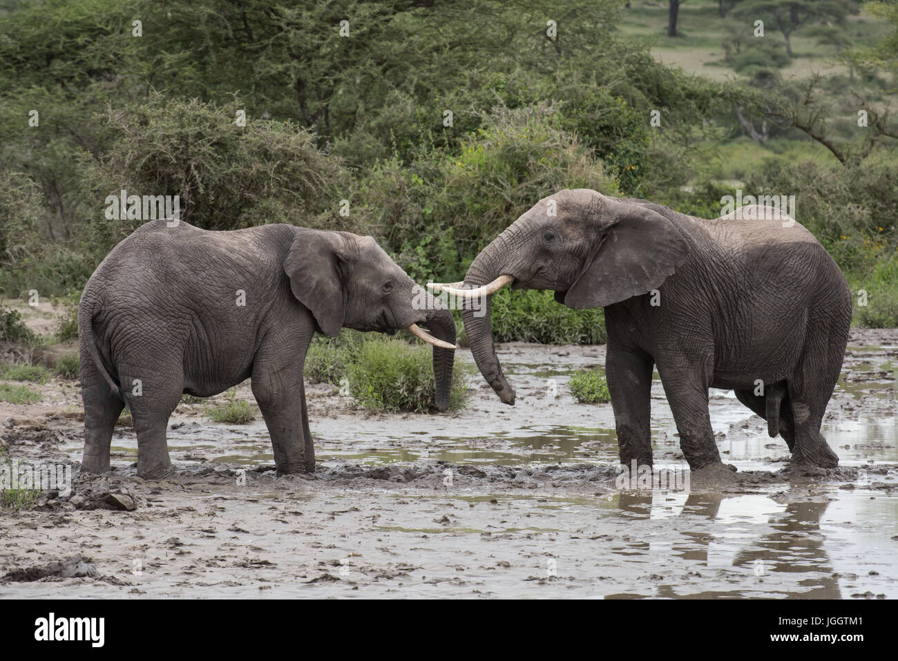 Elephants sparring, Lake Masek, Tanzania Stock Photo - Alamy