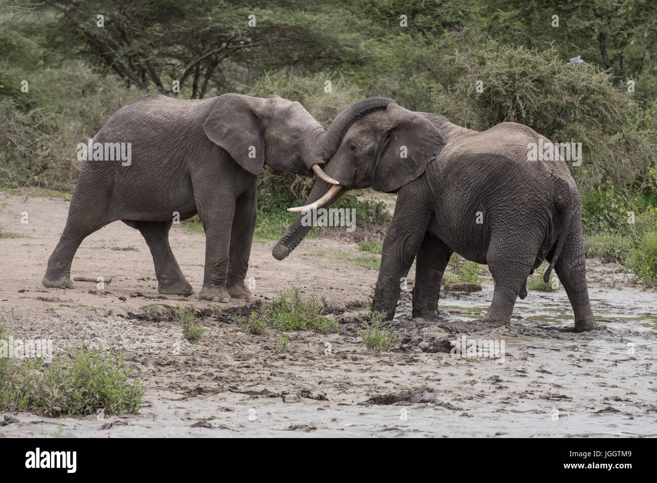 Elephants sparring, Lake Masek, Tanzania Stock Photo - Alamy