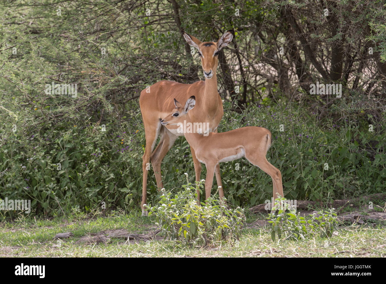 Impala ewe and calf hi-res stock photography and images - Alamy
