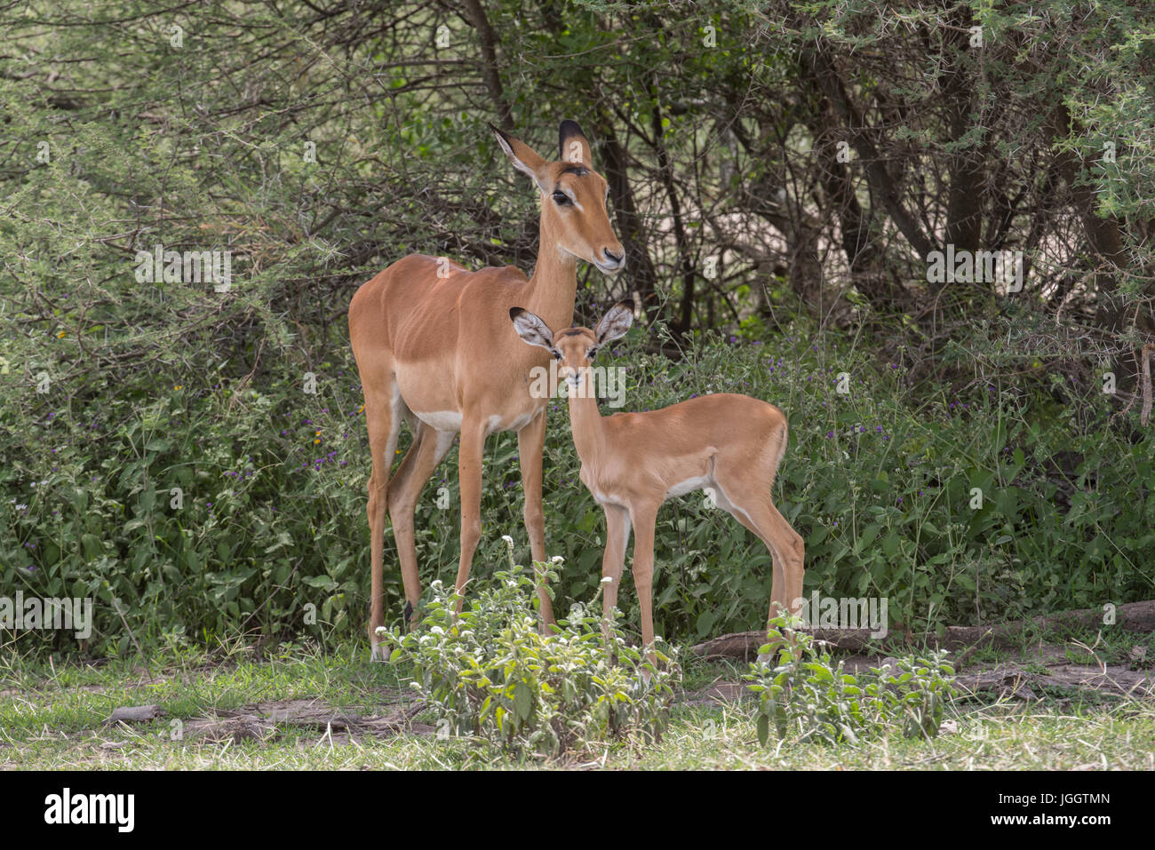 Impala ewe and calf, Ngorongoro Conservation Area, Tanzania Stock Photo ...
