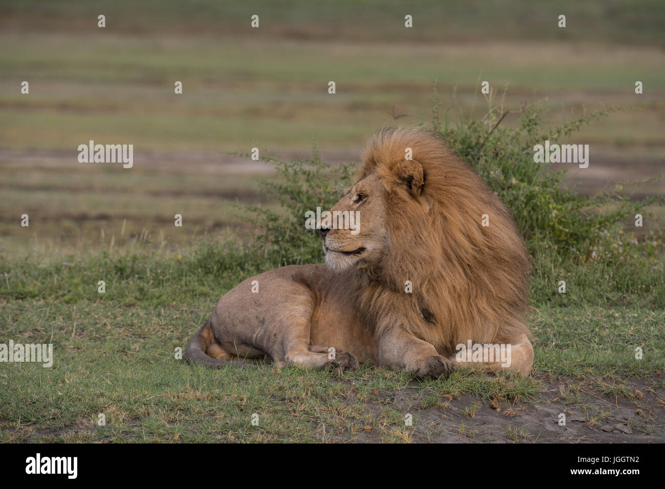Male lion, Ngorongoro Conservation Area, Tanzania Stock Photo - Alamy