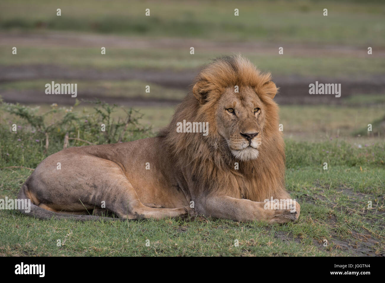 Male lion, Ngorongoro Conservation Area, Tanzania Stock Photo - Alamy