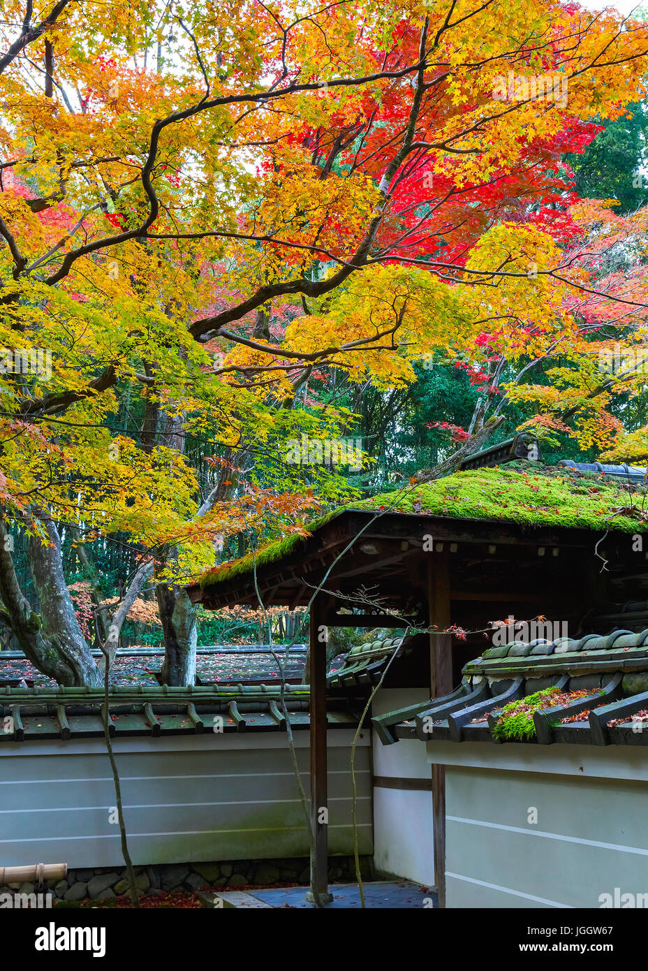Koto in temple kyoto autumn hi-res stock photography and images - Alamy