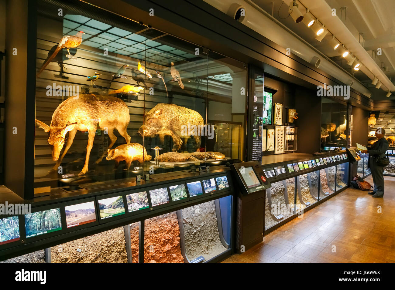 National museum of nature and science in tokyo hi-res stock photography ...